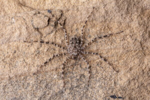 The Fastest Moving Non-Venomous Spider Ever Recorded – Insect Hive