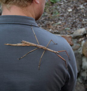 How to Properly Care for a Stick Insect – A Low-Maintenance Pet ...