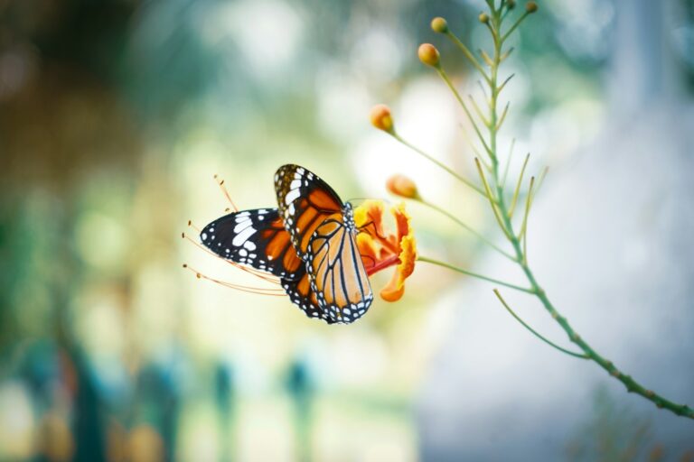 The Language of Wings: How Butterflies Send Signals Without Making a ...