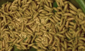 The Maggot Miracle: How Flesh-Eating Larvae Help Save Lives – Insect Hive
