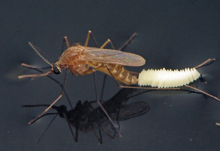 How to Identify the Gender of Your Pet Insect – Insect Hive