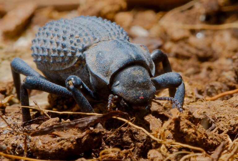 The Most Colorful Beetles You Can Keep as Pets – Insect Hive