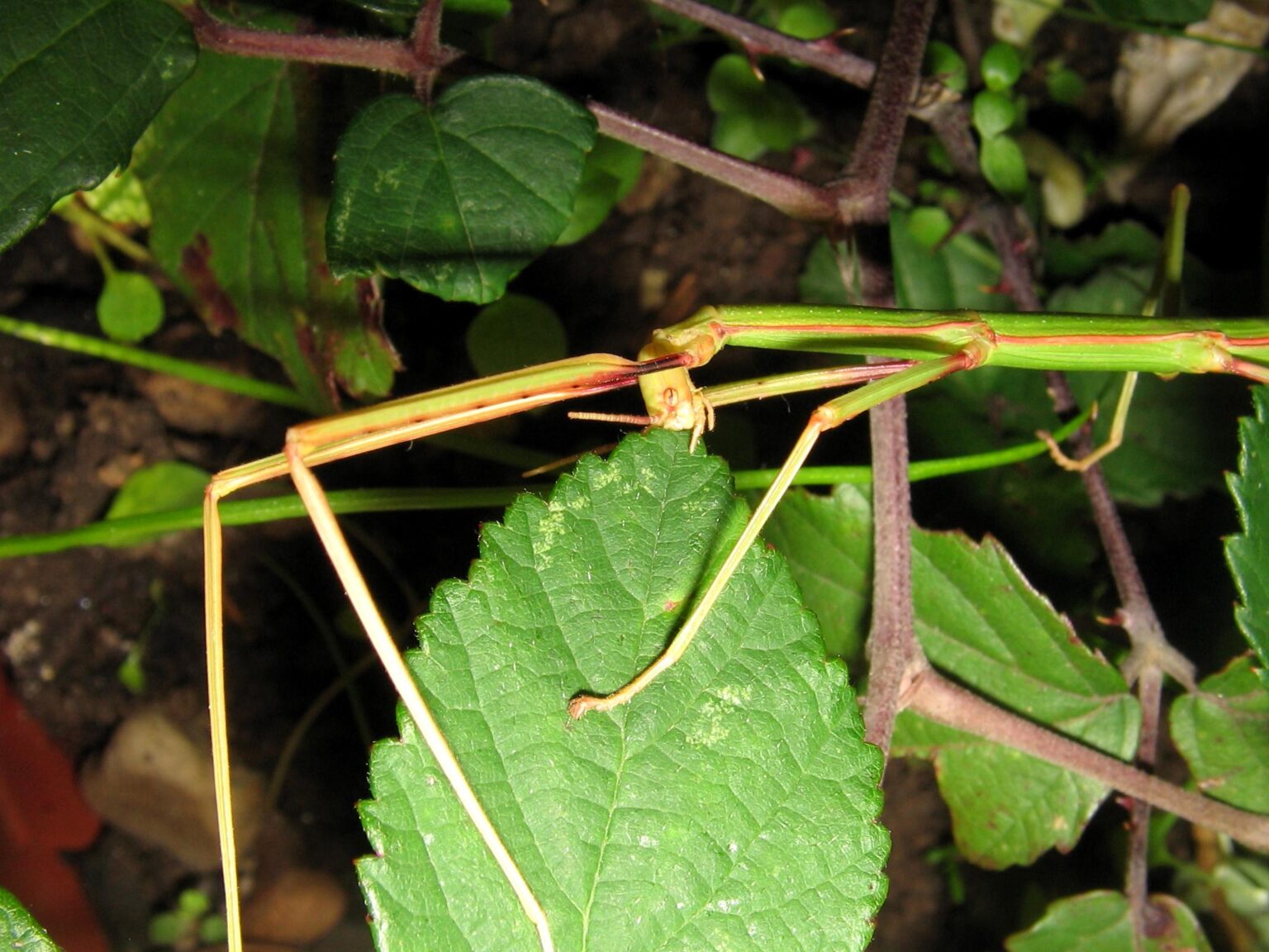 Why Stick Insects Are Masters of Camouflage in Captivity – Insect Hive