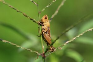 Why Some Grasshoppers Can Turn Into Destructive Locusts – Insect Hive