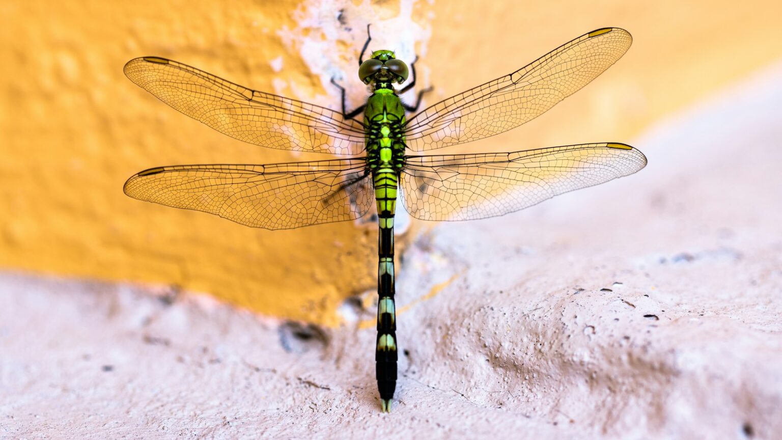 The Fastest Flying Insect Ever Recorded – Insect Hive
