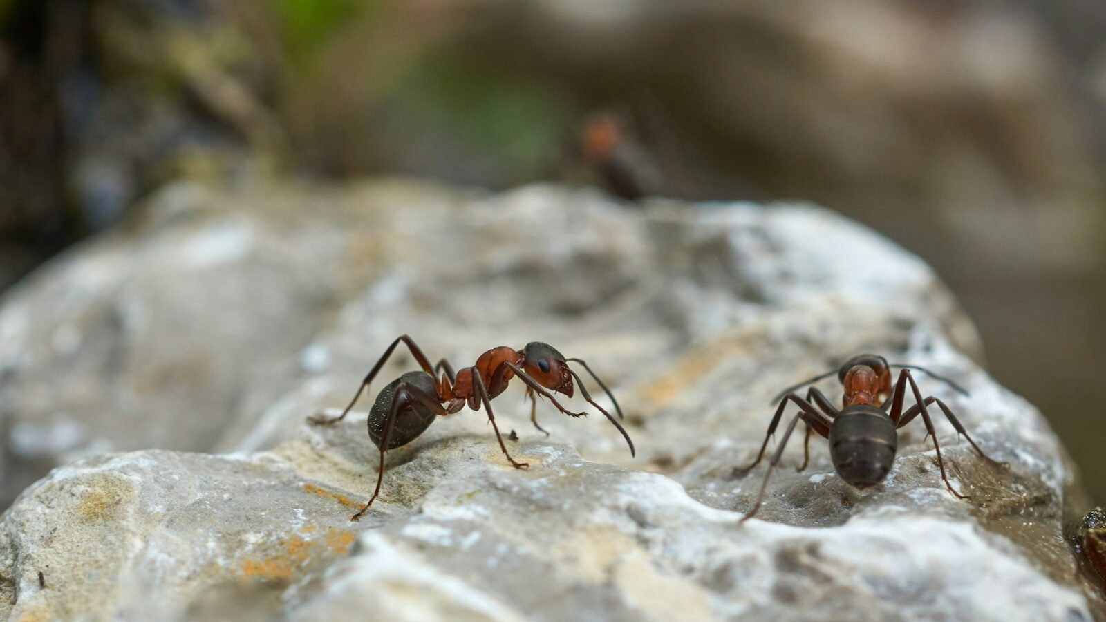 Army Ants on the Move: Nature’s Living Rivers of Death – Insect Hive
