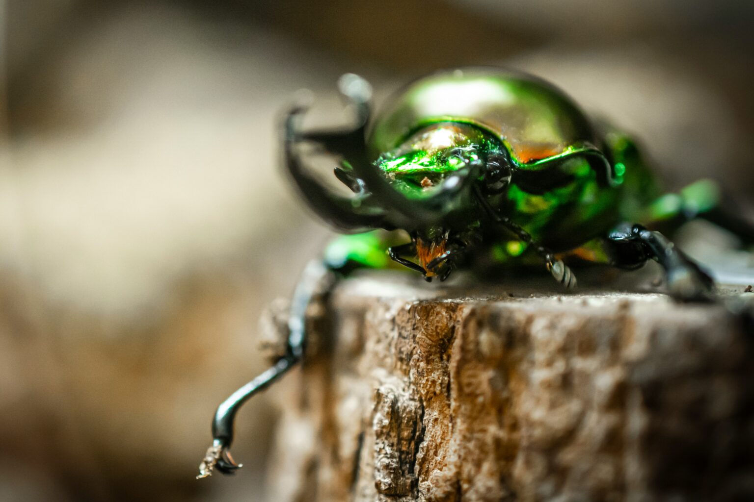 The Most Colorful Beetles You Can Keep as Pets – Insect Hive
