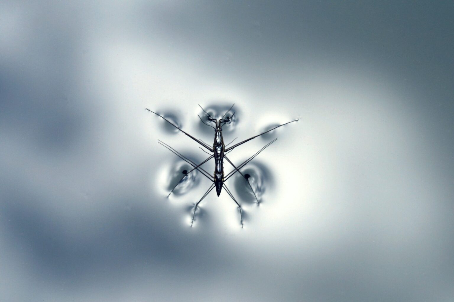 The Science Behind Why Some Bugs Walk on Water – Insect Hive
