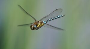 The Oldest Insects on Earth: Species That Haven’t Changed in 300 ...