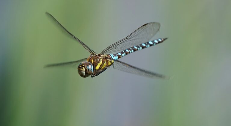 Insects in Folklore and Superstition Around the World – Insect Hive