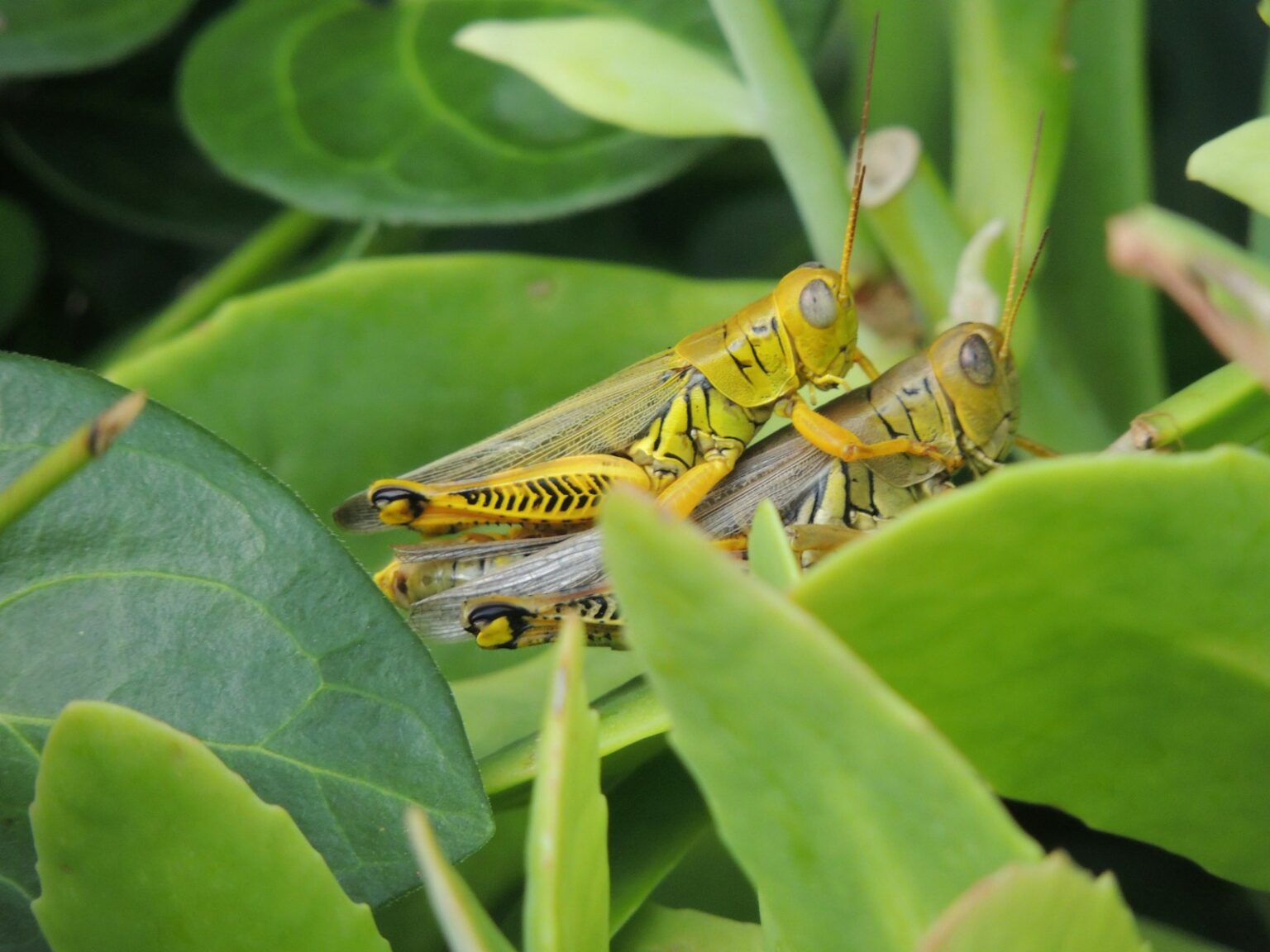 Why Some Grasshoppers Can Turn Into Destructive Locusts – Insect Hive