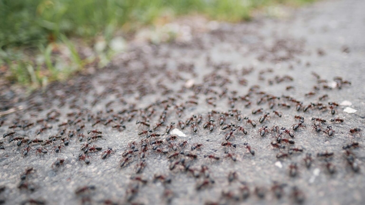 Army Ants on the Move: Nature’s Living Rivers of Death – Insect Hive