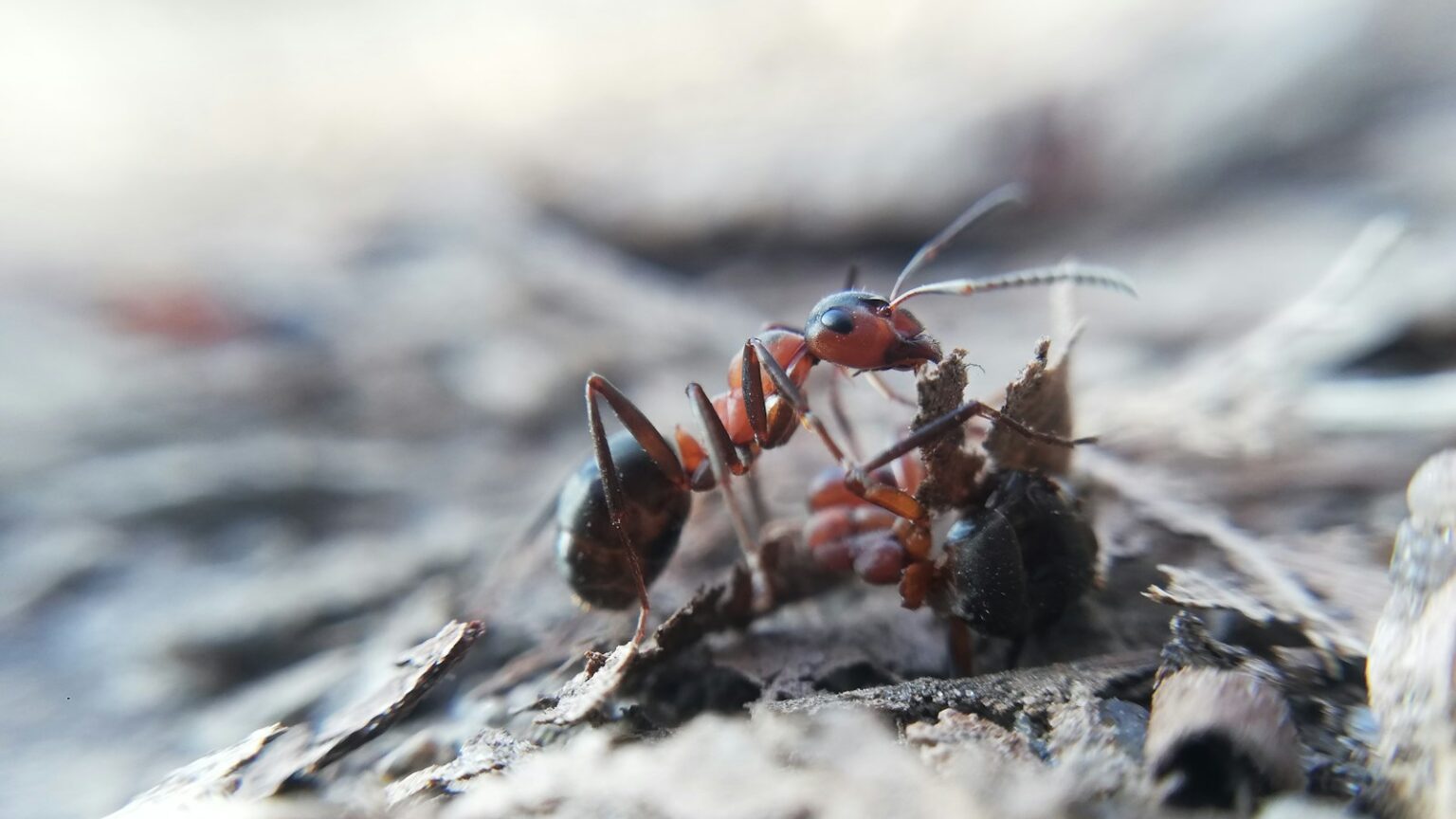 Army Ants on the Move: Nature’s Living Rivers of Death – Insect Hive