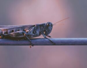 Why Some Grasshoppers Can Turn Into Destructive Locusts – Insect Hive