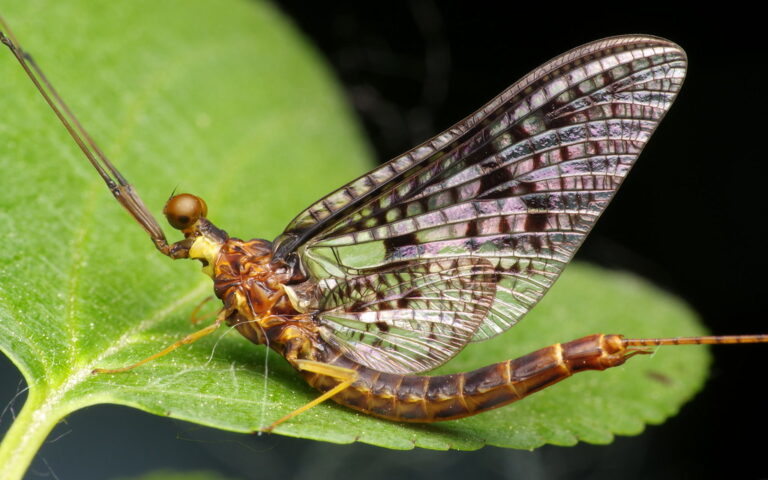 How Mayflies Live for Just a Day — and Why That’s Enough – Insect Hive