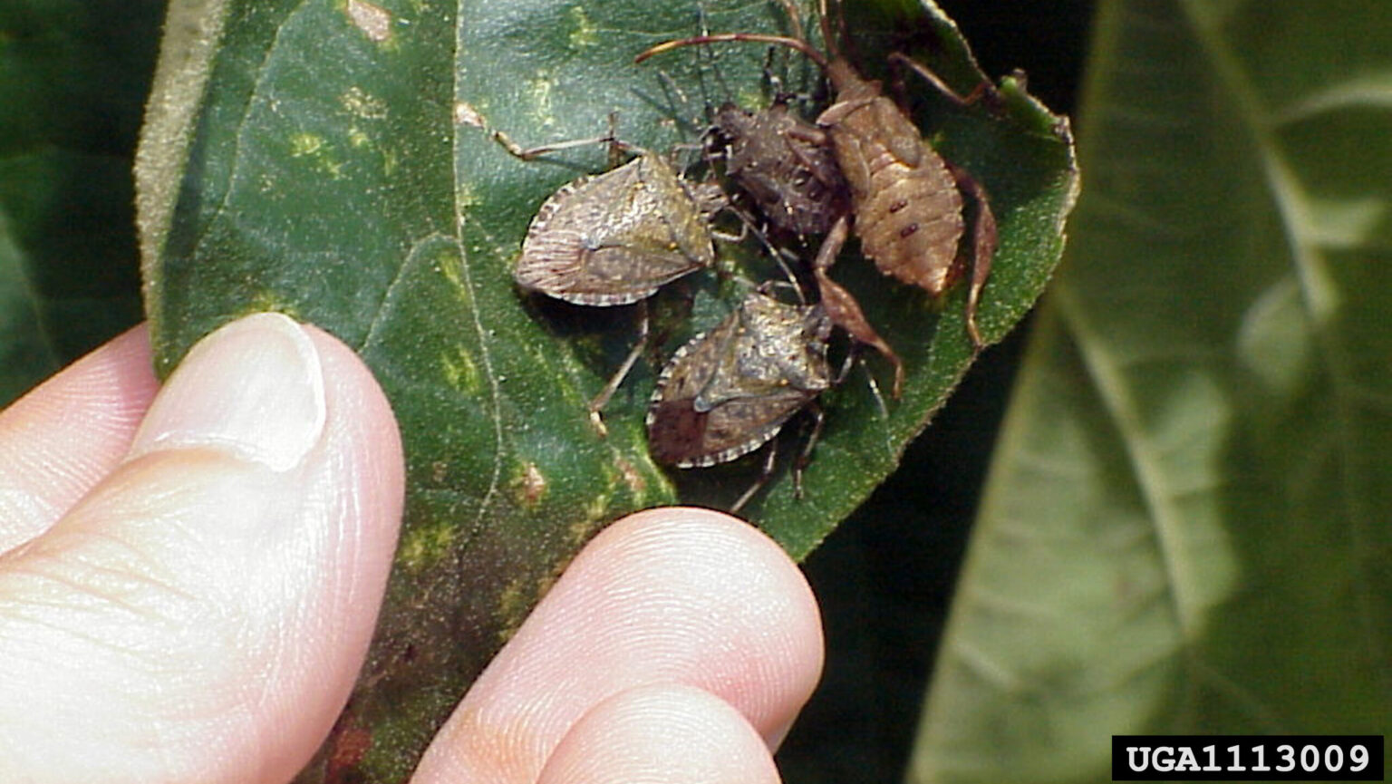 Stink Bug Invasion: Why This Bug Loves Your Home (and How to Stop It ...