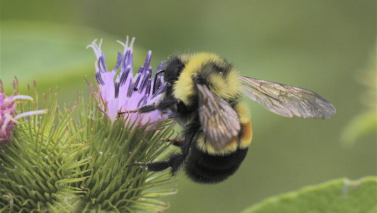 The Rusty Patched Bumblebee: America’s First Federally Protected ...