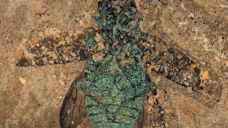 Why Some Insects Are Iridescent — And What It Means for Evolution ...