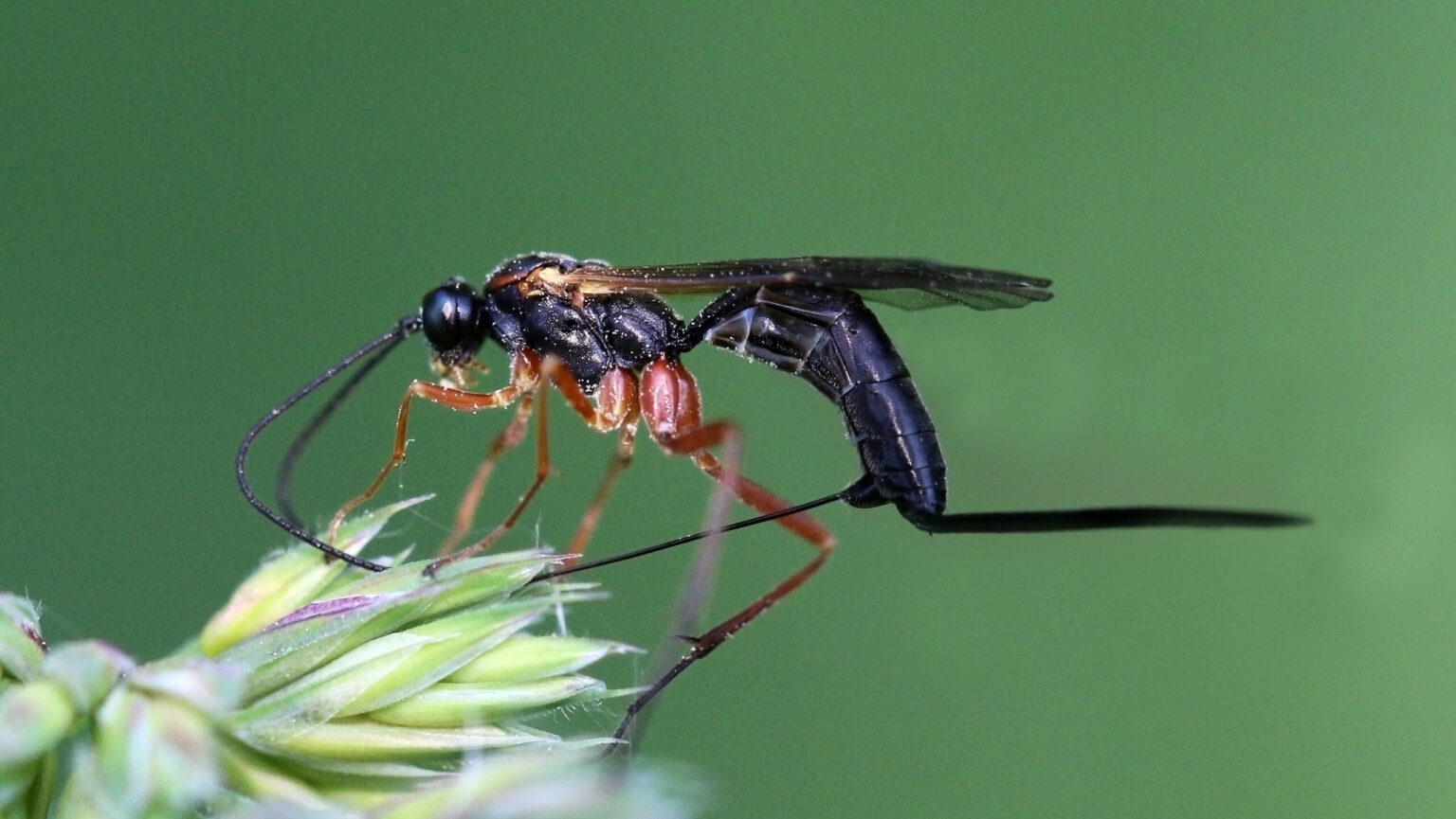 Insects That Live Inside Other Insects — The Ultimate Parasites ...