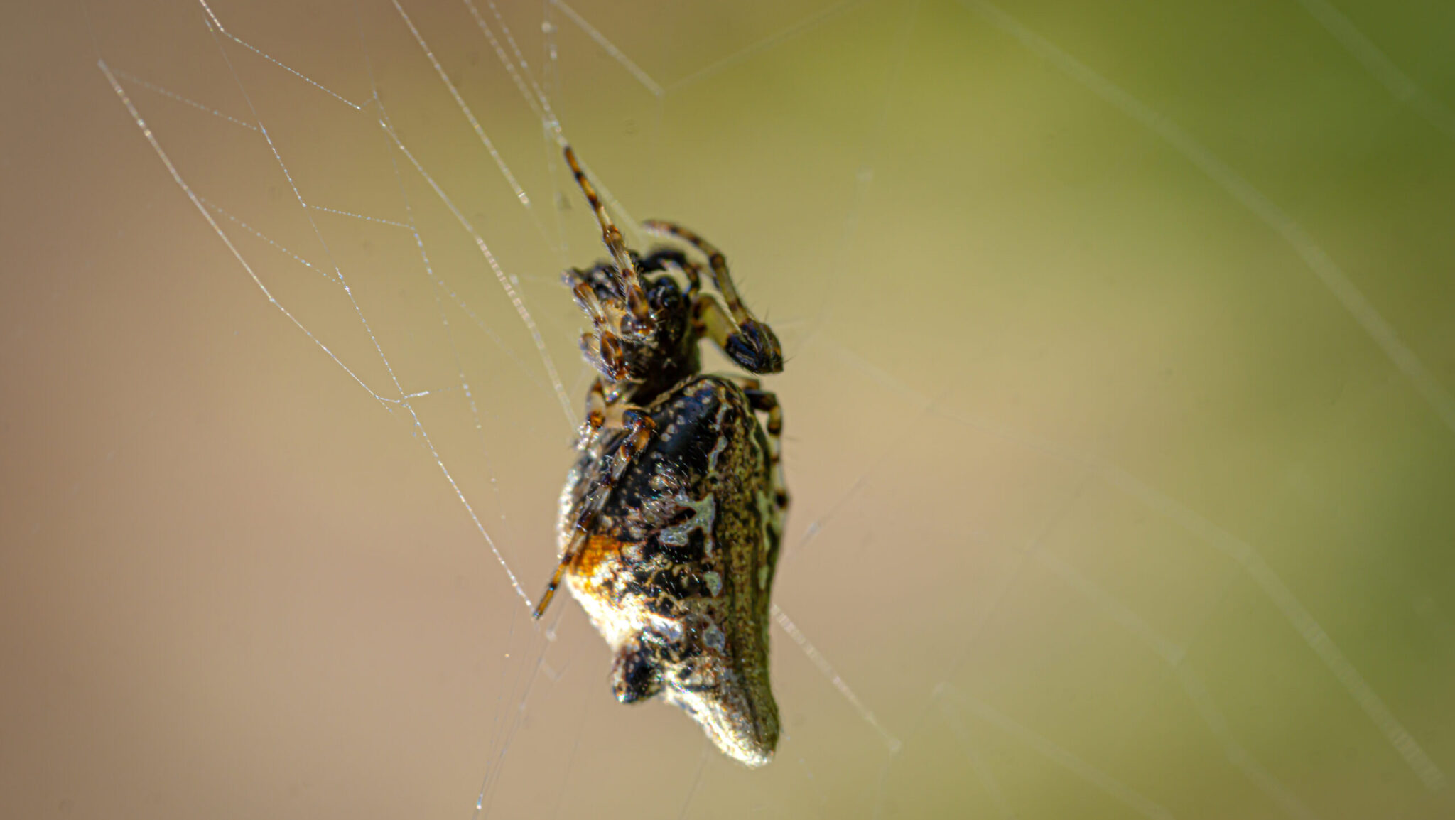The Spider That Builds Decoys of Itself to Trick Predators – Insect Hive