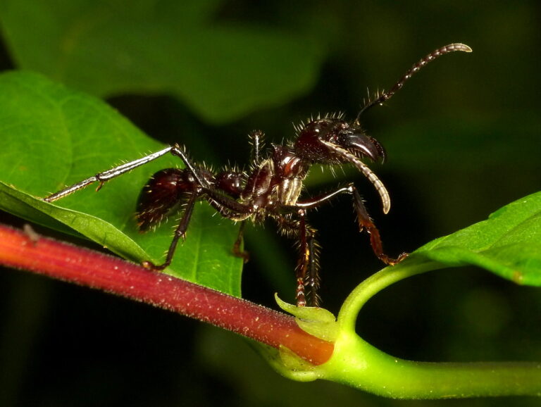 The World’s Most Aggressive Ants — and How They Dominate Their Rivals ...