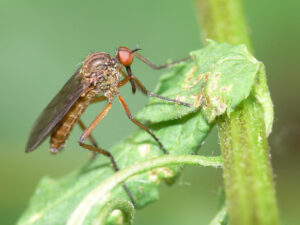 The Oldest Known Insect Fossil — And What It Tells Us About Life on ...