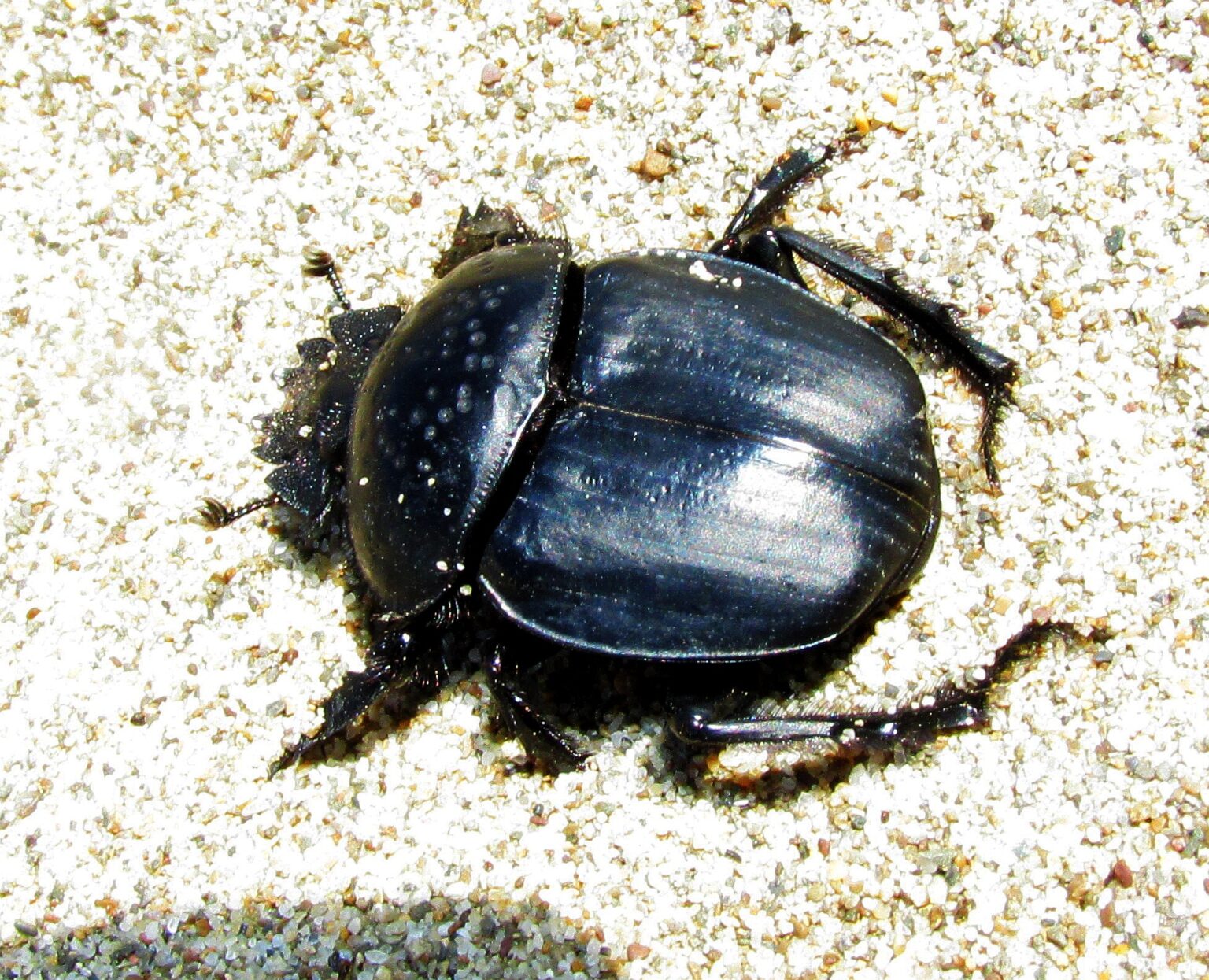 The Scarab in Ancient Egypt: Sacred Beetle or Divine Garbage Collector ...