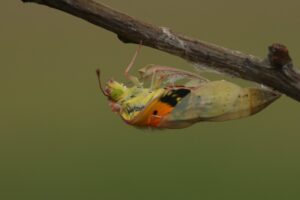 From Egg to Adult: How Insects Transform Through Metamorphosis – Insect ...
