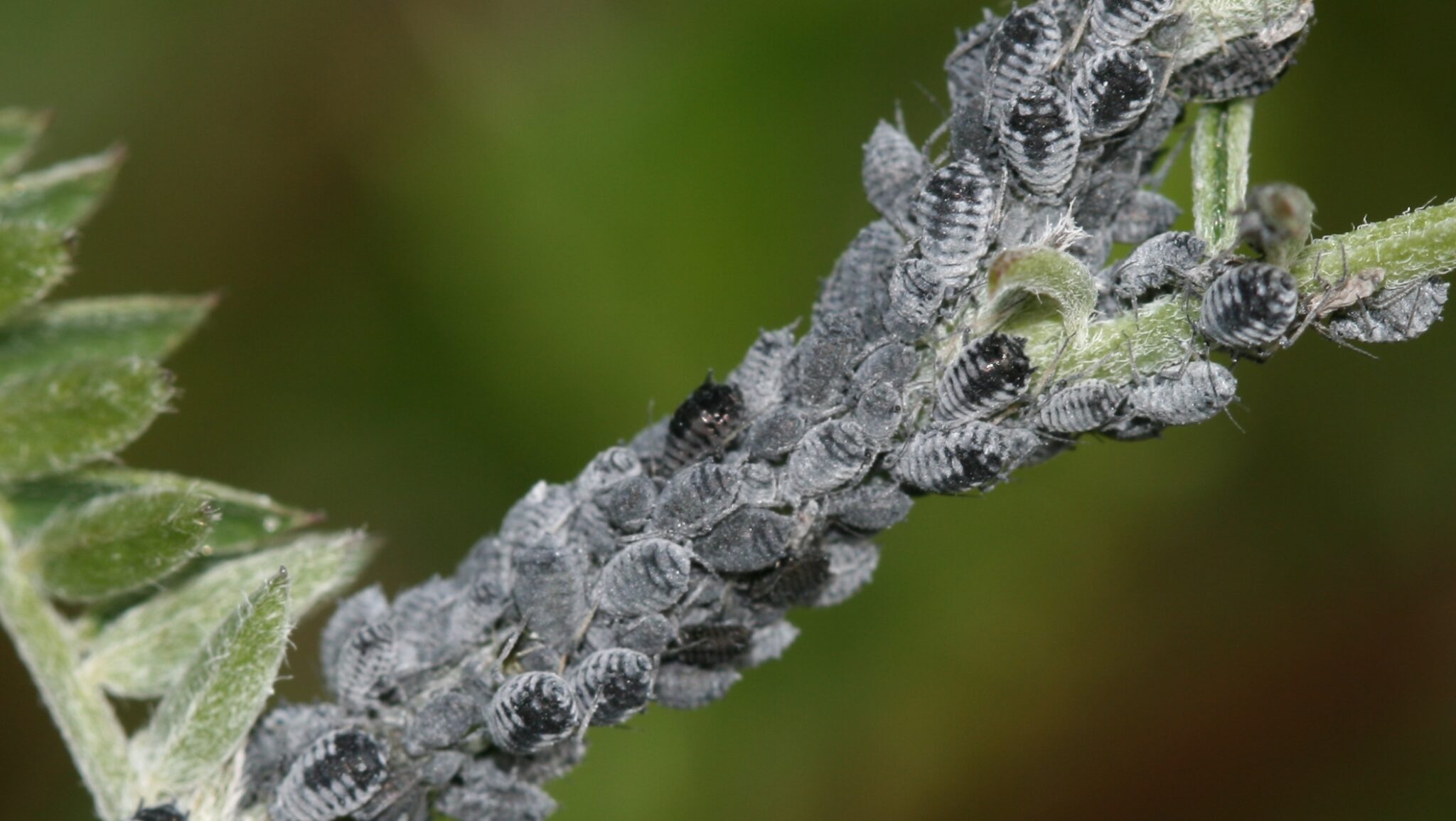 The Insect That’s Born Pregnant: Weird Reproductive Superpowers ...