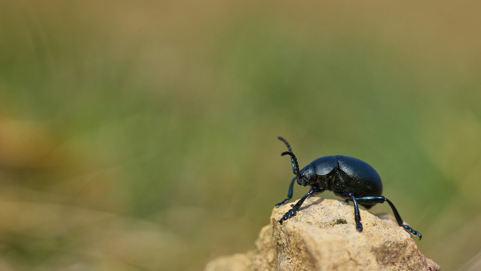 Why Some Insects Fake Their Own Death to Survive – Insect Hive