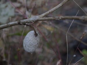 What Happens Inside a Cocoon? The Most Radical Transformation in Nature ...