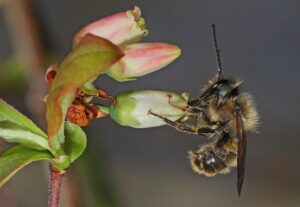 Meet the Southeastern Blueberry Bee: The Unsung Hero of Spring ...