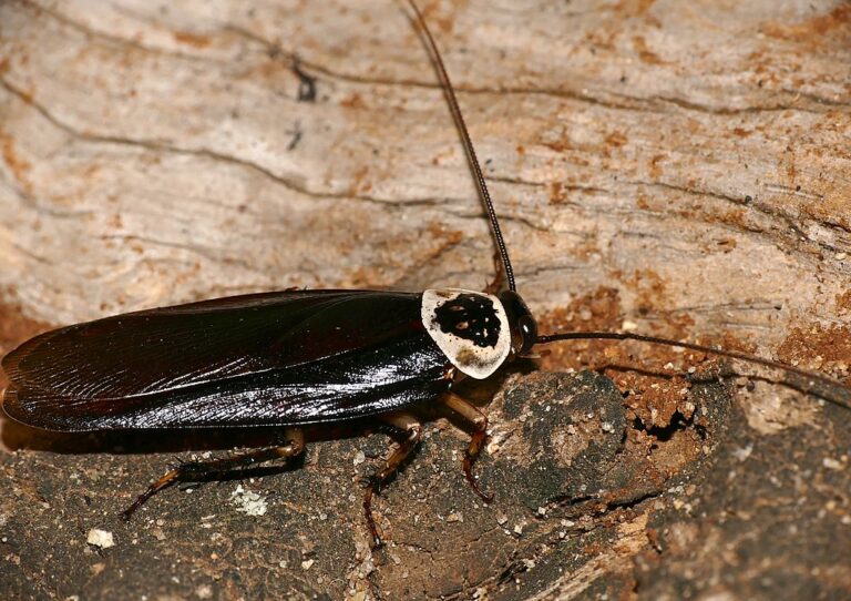 The Insect That Can Regrow Its Brain — Yes, Really – Insect Hive