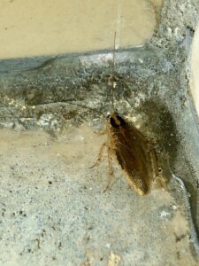 Cockroach Memory: Can Roaches Learn from Experience? – Insect Hive