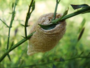 What Happens Inside a Cocoon? The Most Radical Transformation in Nature ...