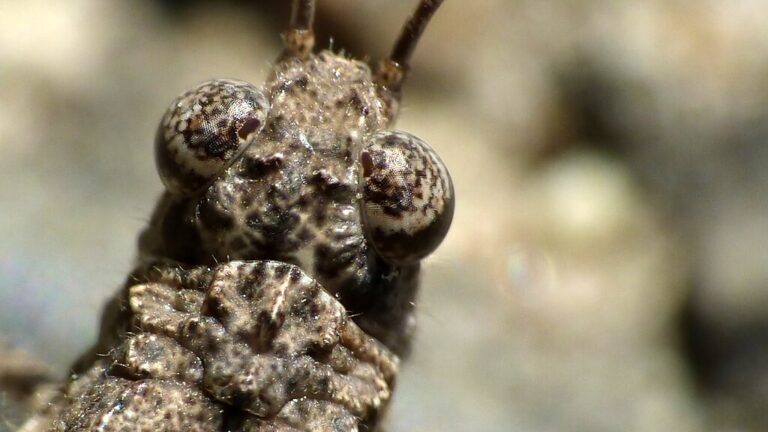 The Architecture of Insect Eyes: Why Compound Vision Is So Wildly ...