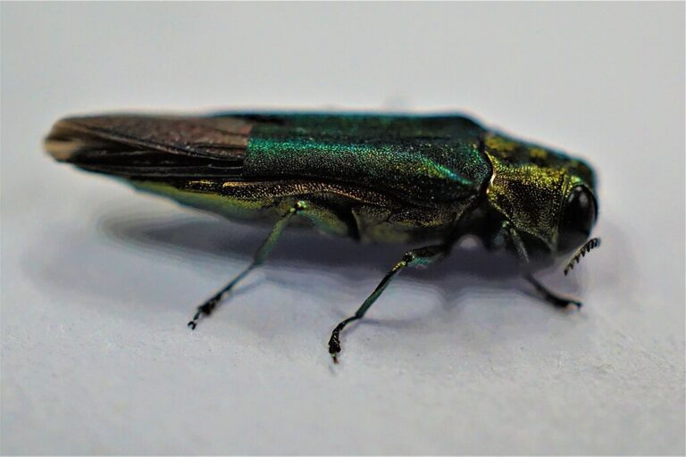 How the Emerald Ash Borer Is Wiping Out America’s Ash Trees – Insect Hive
