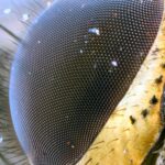 The Architecture of Insect Eyes: Why Compound Vision Is So Wildly ...