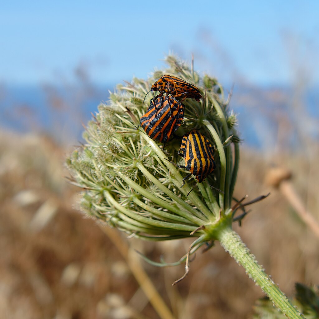 High-Contrast Colors in the Wild and What They Signal Shows When Bugs ...