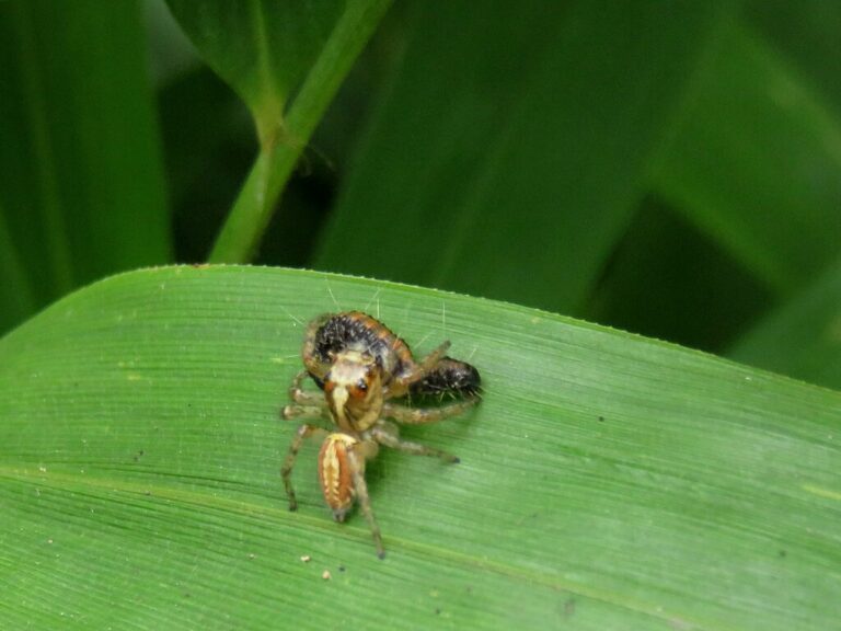 How Jumping Spiders Calculate Their Leaps with Precision – Insect Hive