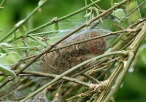 What Happens Inside a Cocoon? The Most Radical Transformation in Nature ...
