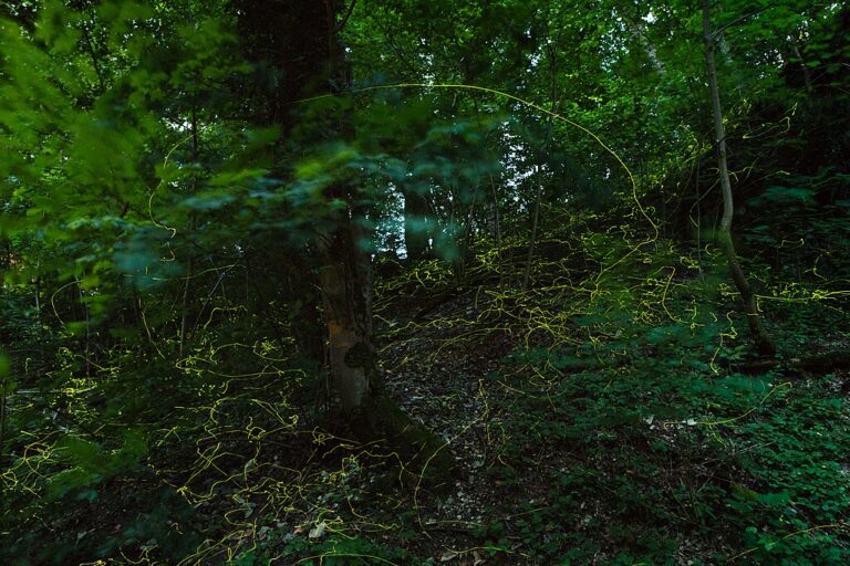 How Fireflies Evolved to Glow And Why Some Now Don’t – Insect Hive