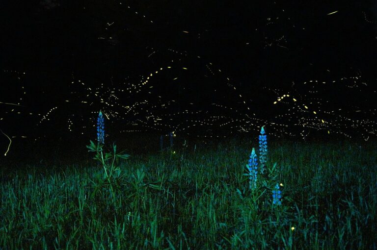 How Fireflies Evolved to Glow And Why Some Now Don’t – Insect Hive