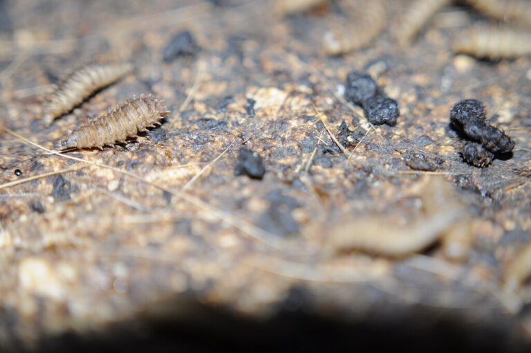 Bugs in Your Coffee, Chocolate, and Peanut Butter? Welcome to Reality ...