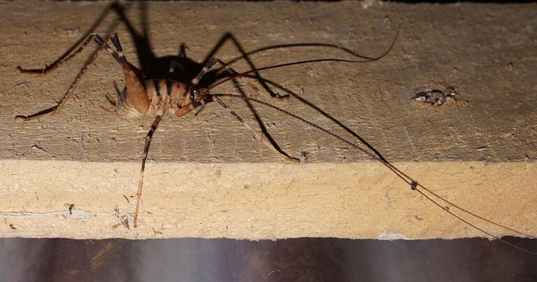 The Camel Cricket Invasion: Why Your Basement Might Be Crawling With ...