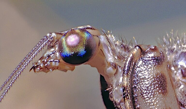 Why Some Insects Can’t See Red (And Others See UV Instead) – Insect Hive