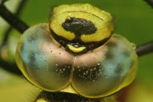 The Architecture of Insect Eyes: Why Compound Vision Is So Wildly ...