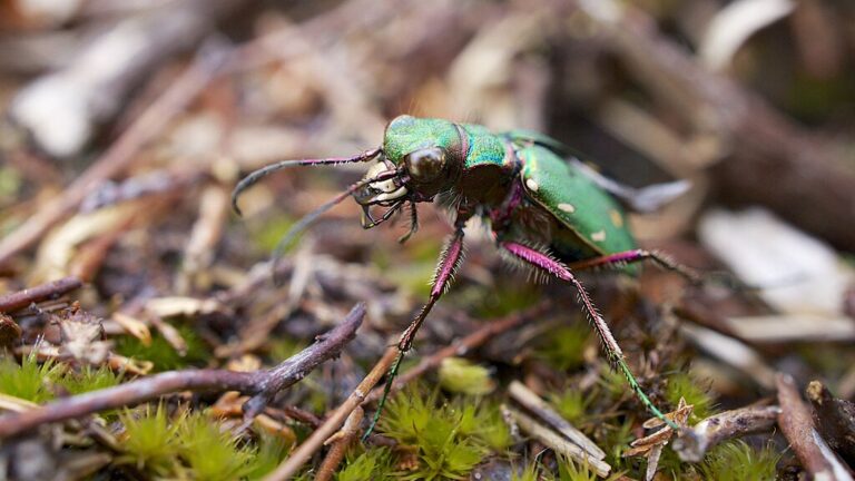 Ranking Insects by Superpower (Speed, Strength, Survival, Stealth ...