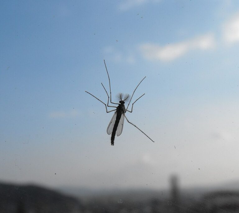Why That Buzzing Near Your Ear Isn’t Random – Insect Hive