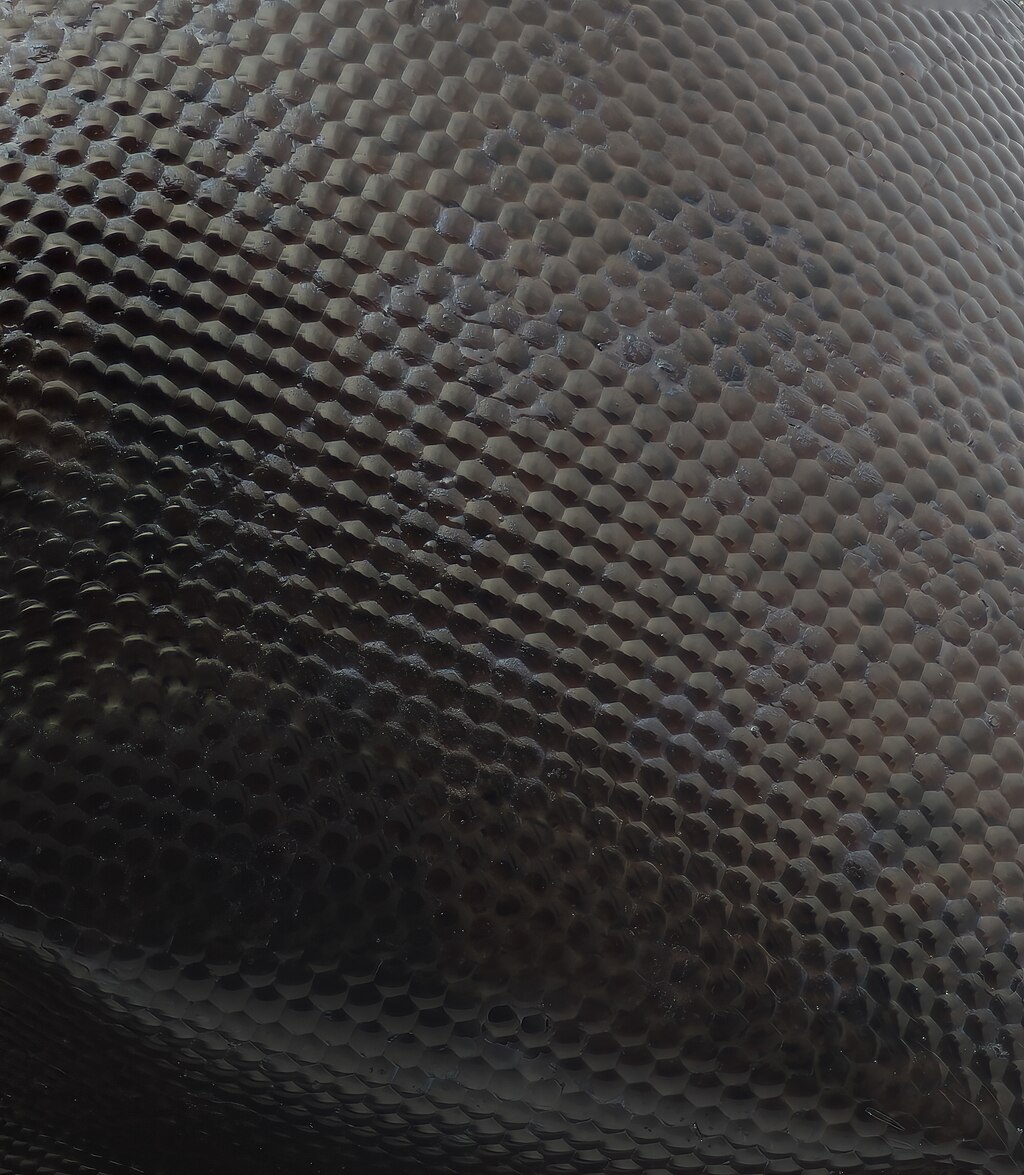 The Architecture of Insect Eyes: Why Compound Vision Is So Wildly ...